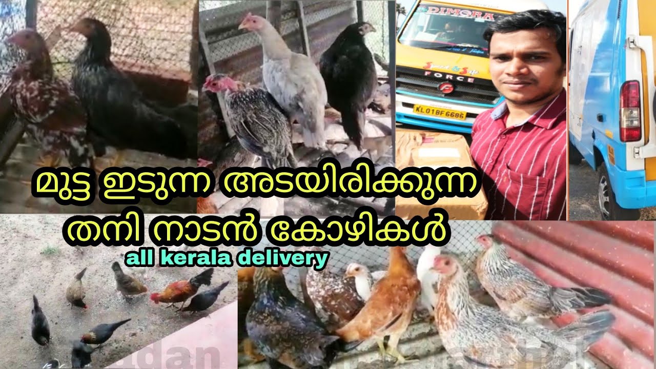 അടയിരിക്കുന്ന തനി നാടൻ കോഴികൾ | Nadan kozhi valarthal | farm - YouTube