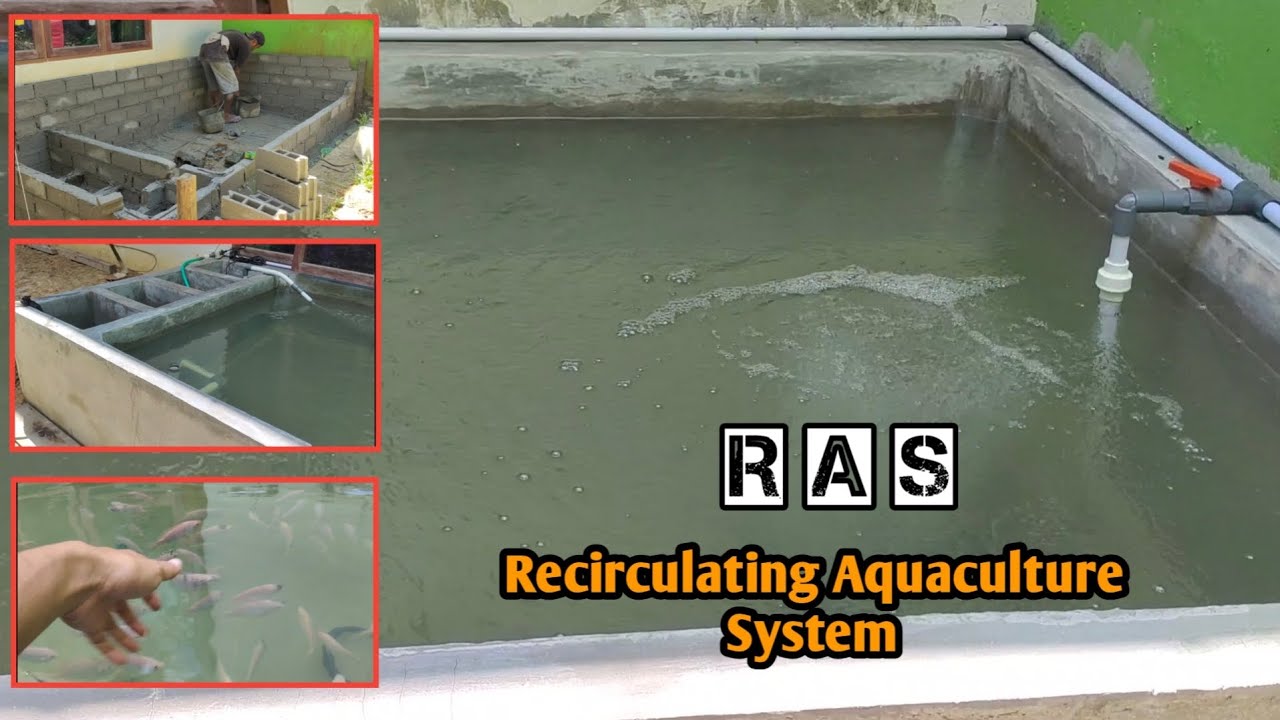Budidaya Ikan Nila Sistem RAS ( Recirculating Aquaculture System ...