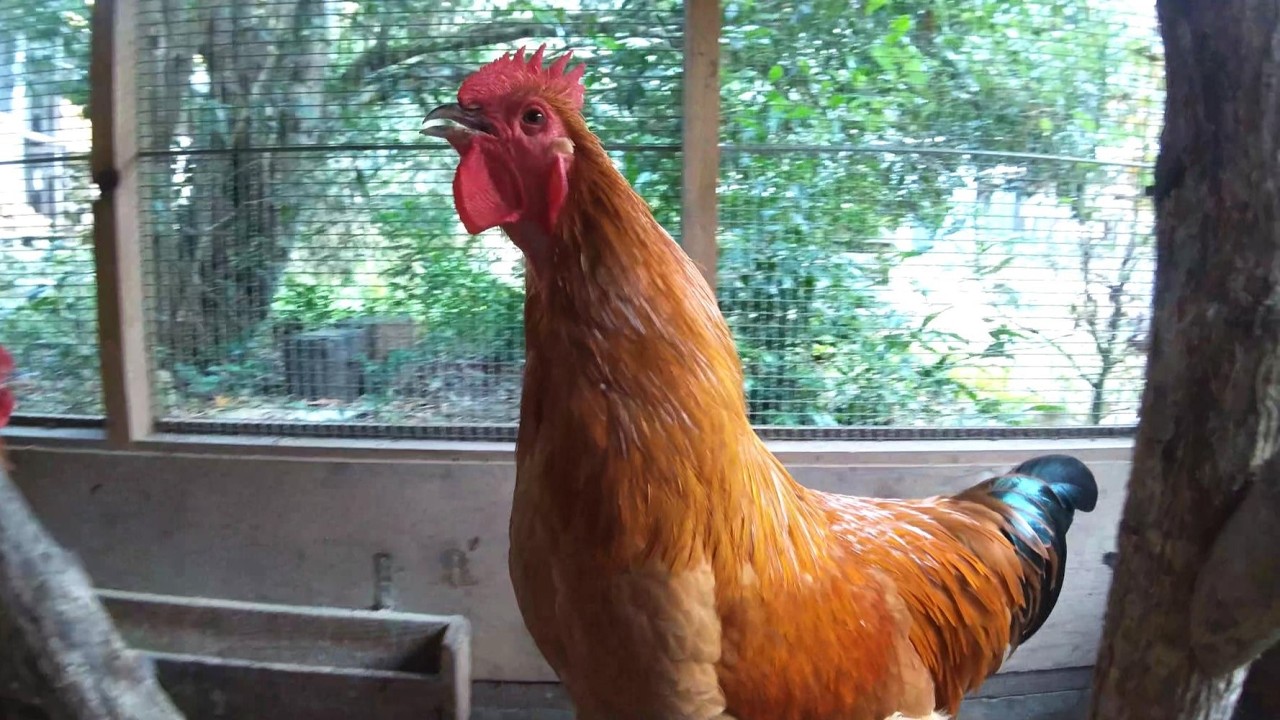 ついに雄叫びを上げはじめた雄鶏と、飼い主の悩み🐓The rooster finally began to crow, and his ...