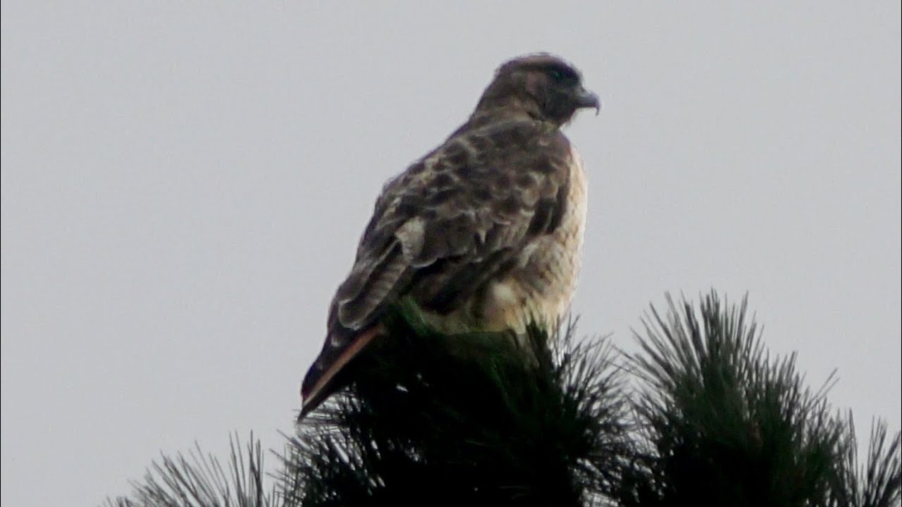 Crow dive-bombs the Red-tailed Hawk - YouTube