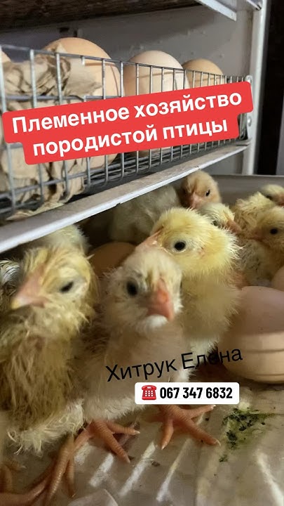 Инкубатор инкубация цыплят Мясные палевые белохвостые куры Бресс