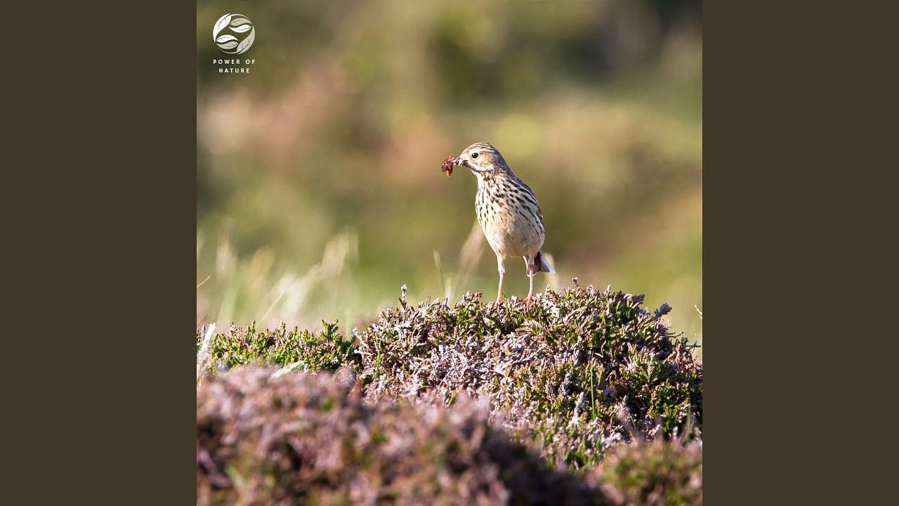 Serene Soundscape of Birds and Insects in the Meadow - YouTube