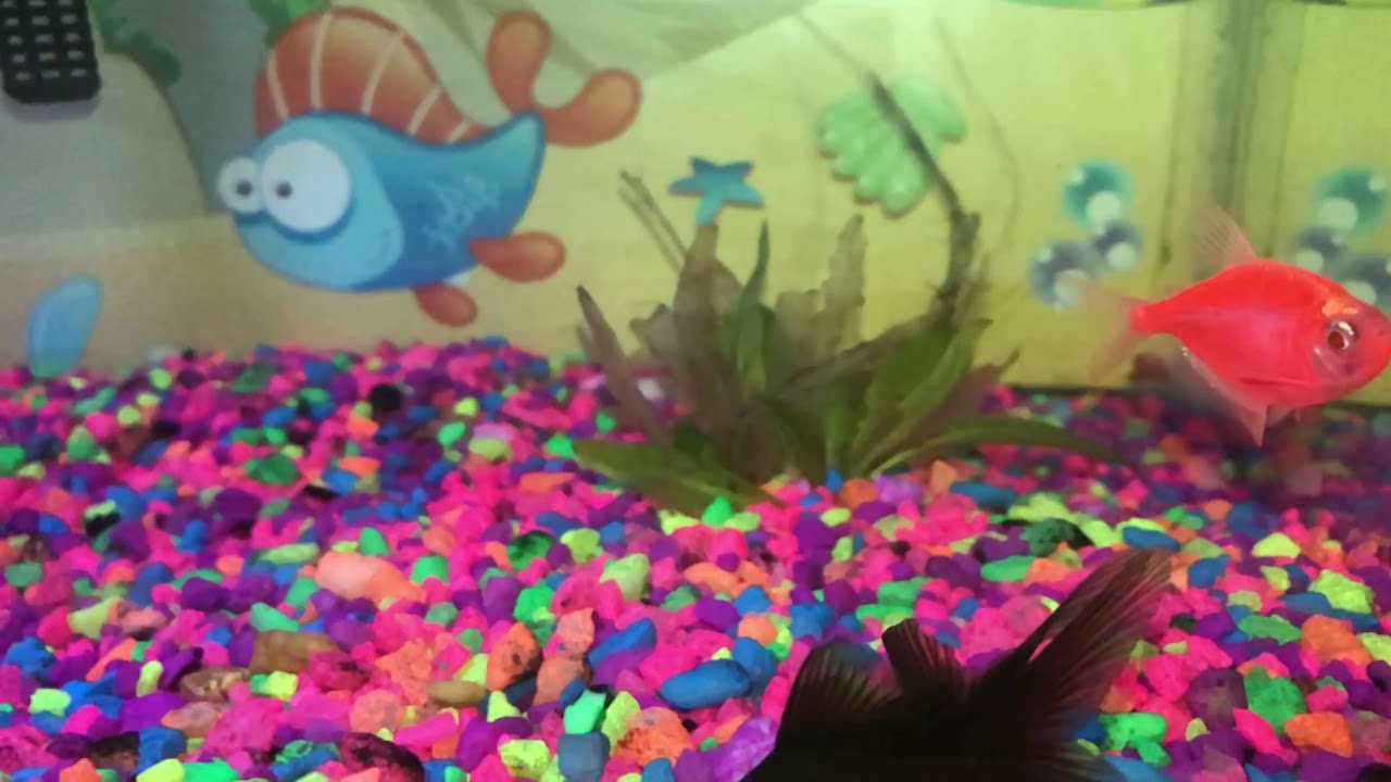 Fast vs Slow fish tank film. Time lapse Vs Slow Mo - YouTube