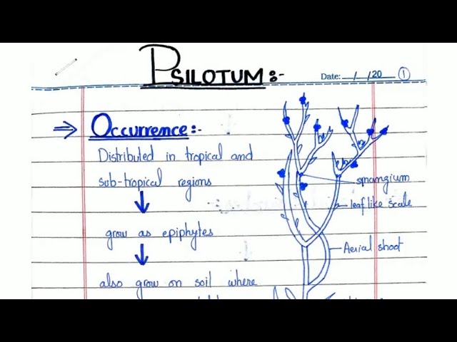 Psilotum Life Cycle In Hindi