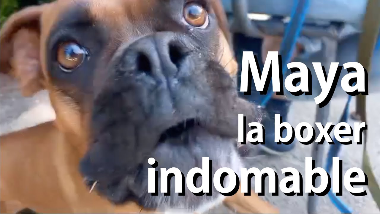 MAYA LA BOXER INDOMABLE - YouTube