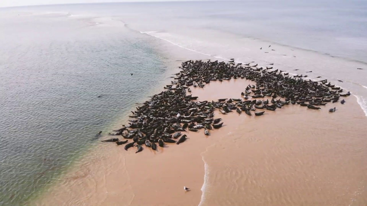 Seals Gather up on a Cape Cod Beach (4K Drone Footage) - YouTube