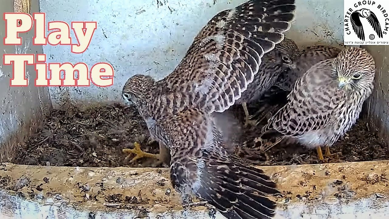 Adorable Kestrel With Happy Feet And Wings – So Cute! - YouTube