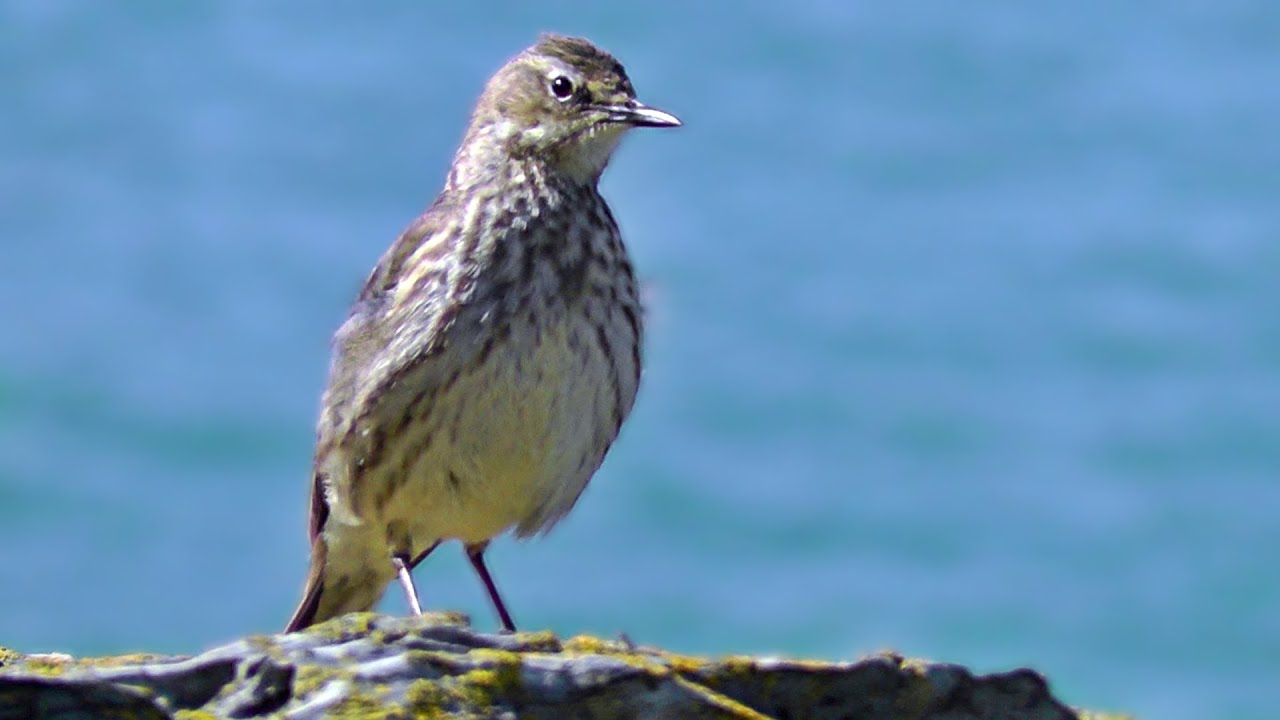 Rock Pipit on The Rocks at Godrevy in Cornwall - YouTube