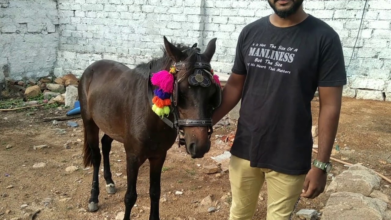 Race horse Poni horse. Khachchar - YouTube