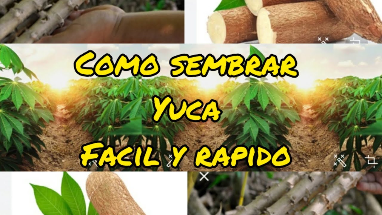 como sembrar yuca 🥔😱(tuberculo) - YouTube