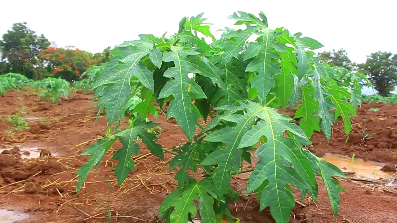 MBEGU YA KISASA YA MAPAPAI (MALKIA) - YouTube