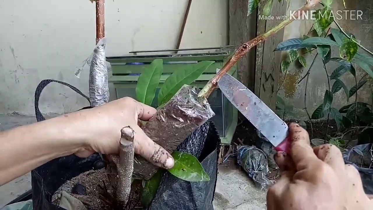 SteK BarU # Akar Full# || Cutting Now || out root full - YouTube