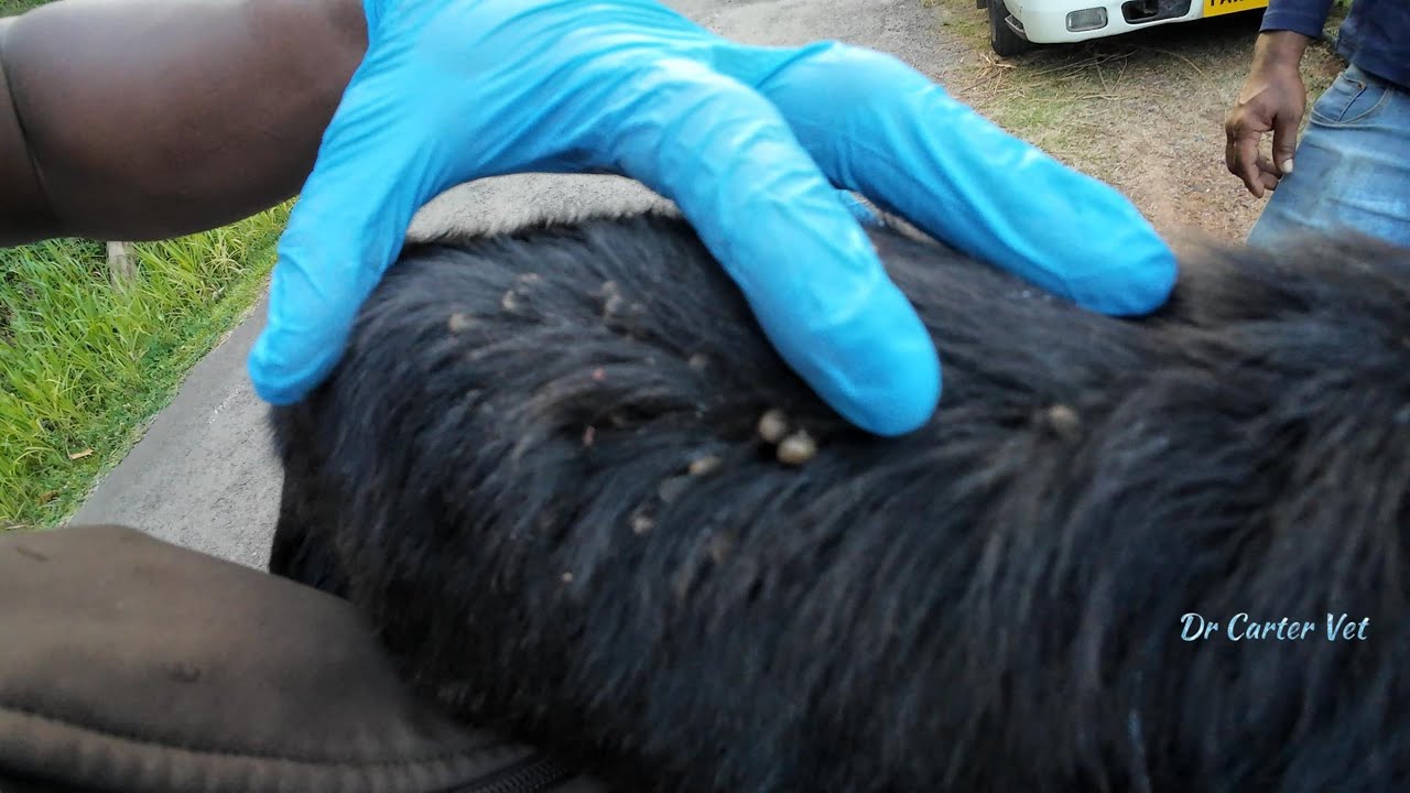 Watch as We Save a Dog's Life by Removing Hundreds of Ticks #tick # ...