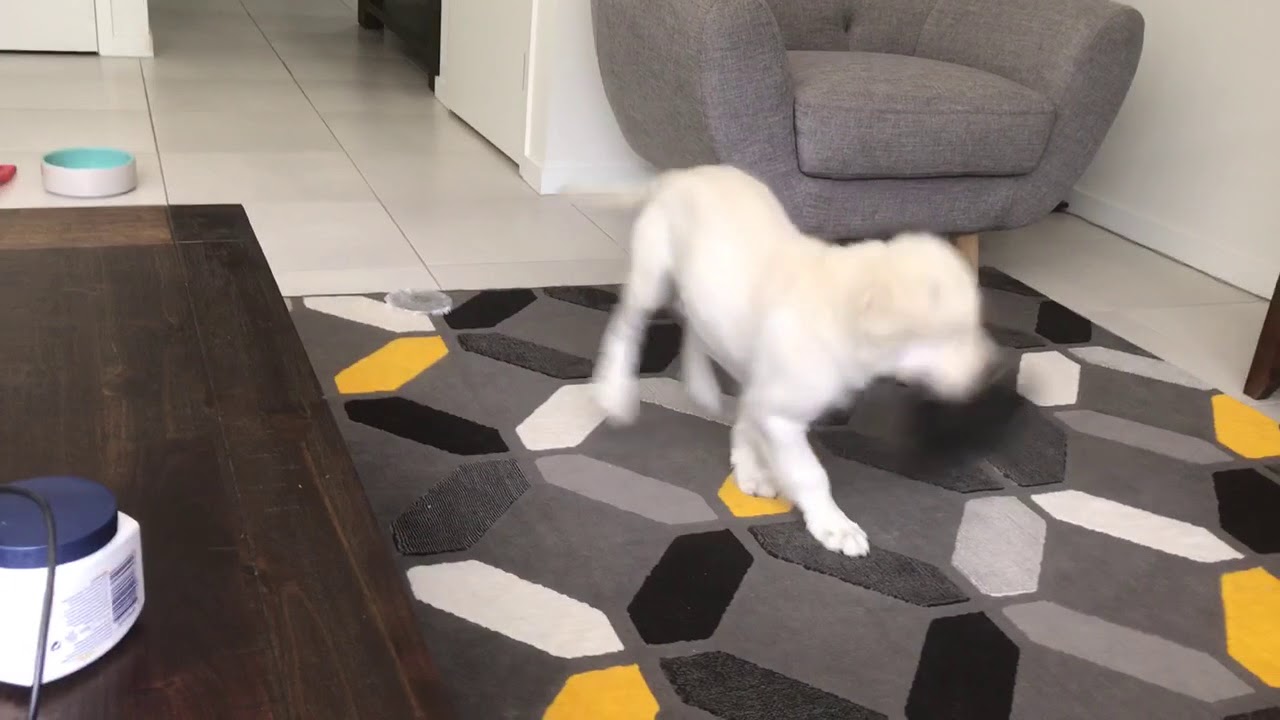 Floki Super Angry with my Thongs - YouTube