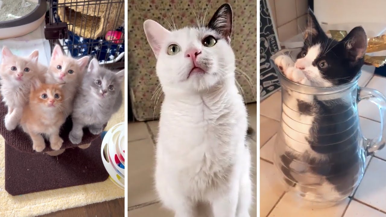 Best Cat Videos of The Internet! 😹 ️️ Cute Cat Compilation - YouTube