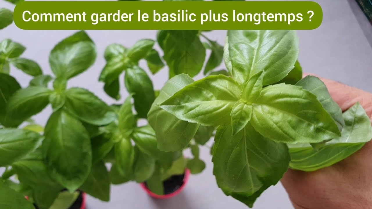 Comment et pourquoi tailler le basilic ? 2023 - YouTube