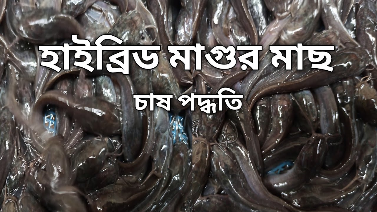 হাইব্রিড মাগুর মাছ চাষ। hybrid magur mach chas। - YouTube