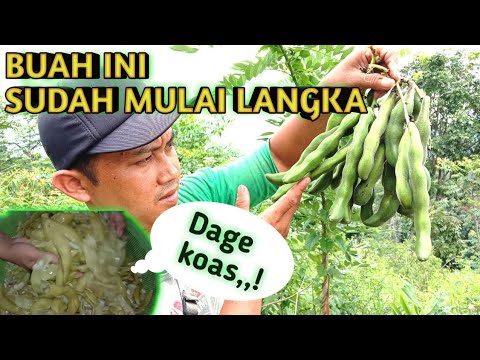 Koro benguk || panen buah koro benguk - YouTube