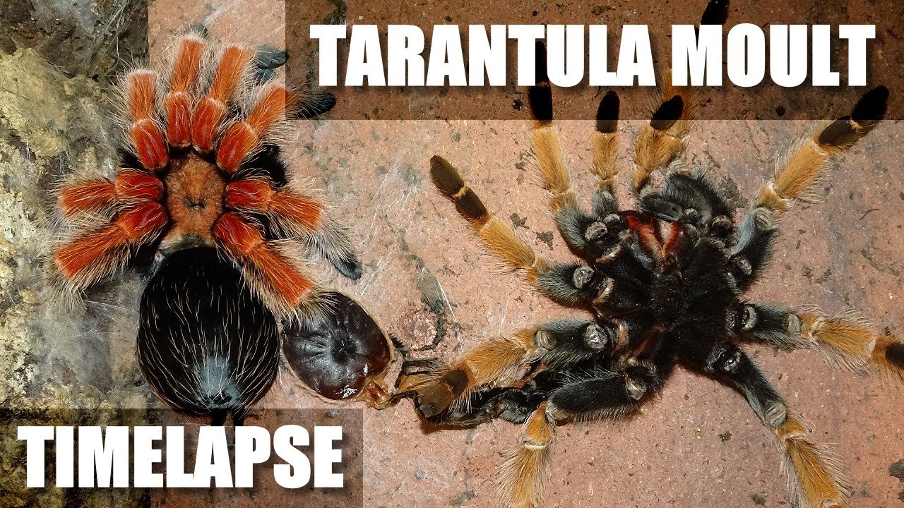 Tarantula moult time lapse - YouTube