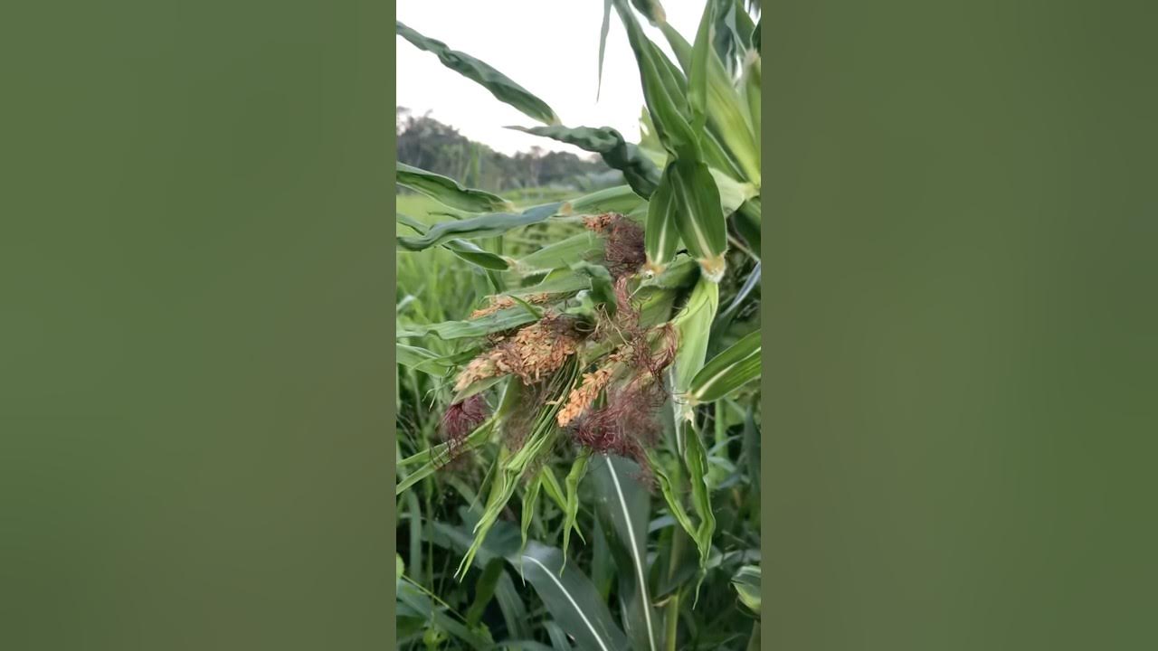 Cut back a cron plant fo healthy growth 🌽 #havesting #cornplant #corn - YouTube