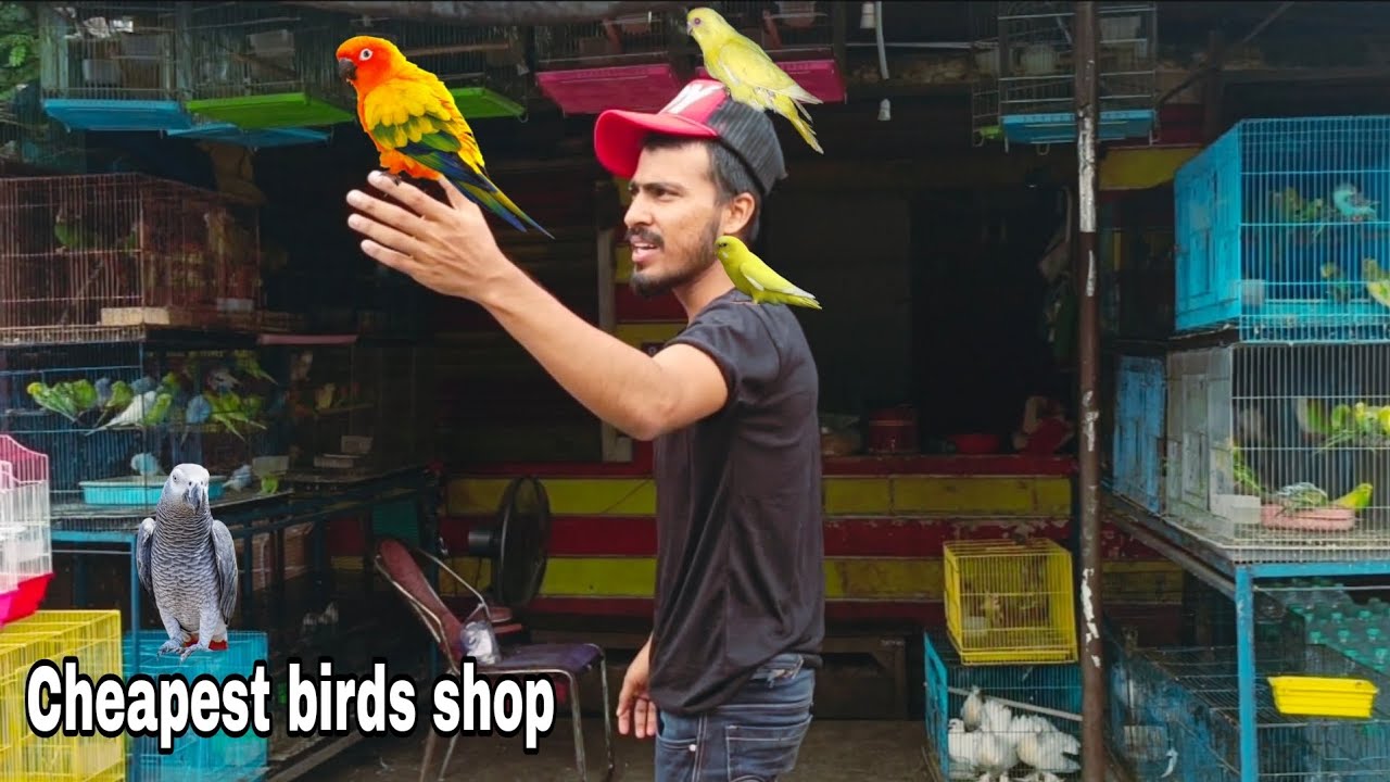 cheapest bird shop/Asansol me tota kahan milta hai /asansol birds ...