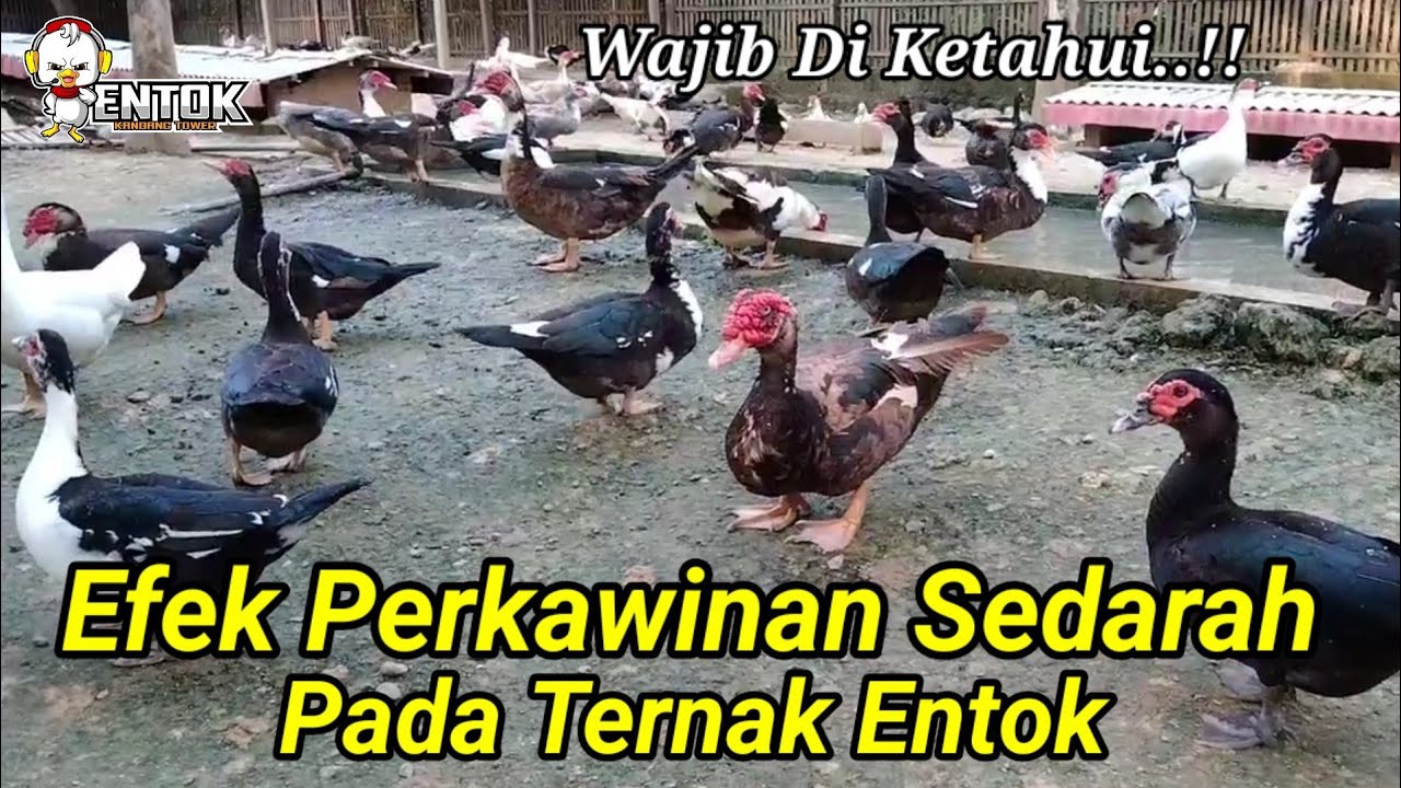 Inilah Akibat Yang Terjadi Dari Perkawinan Sedarah Pada Entok. - YouTube