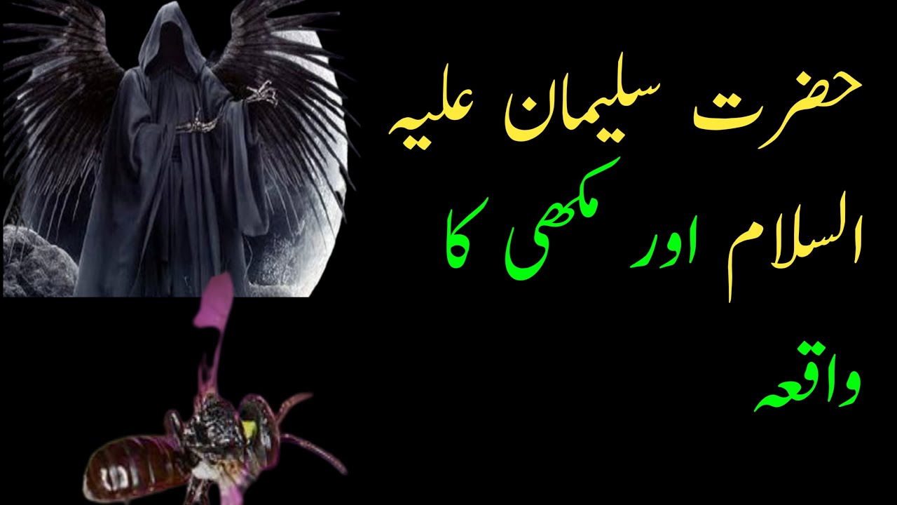 حضرت سلیمان علیہ السلام اور مکھی کا واقعہ || hazrat suliman (A.s) our ...