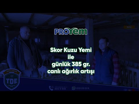 Skor kuzu yemi ile günlük 385 gr. canlı ağırlık artışı! - Proyem ile Kazananlar