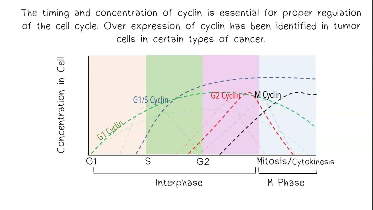 Cell Cycle AP Biology - YouTube
