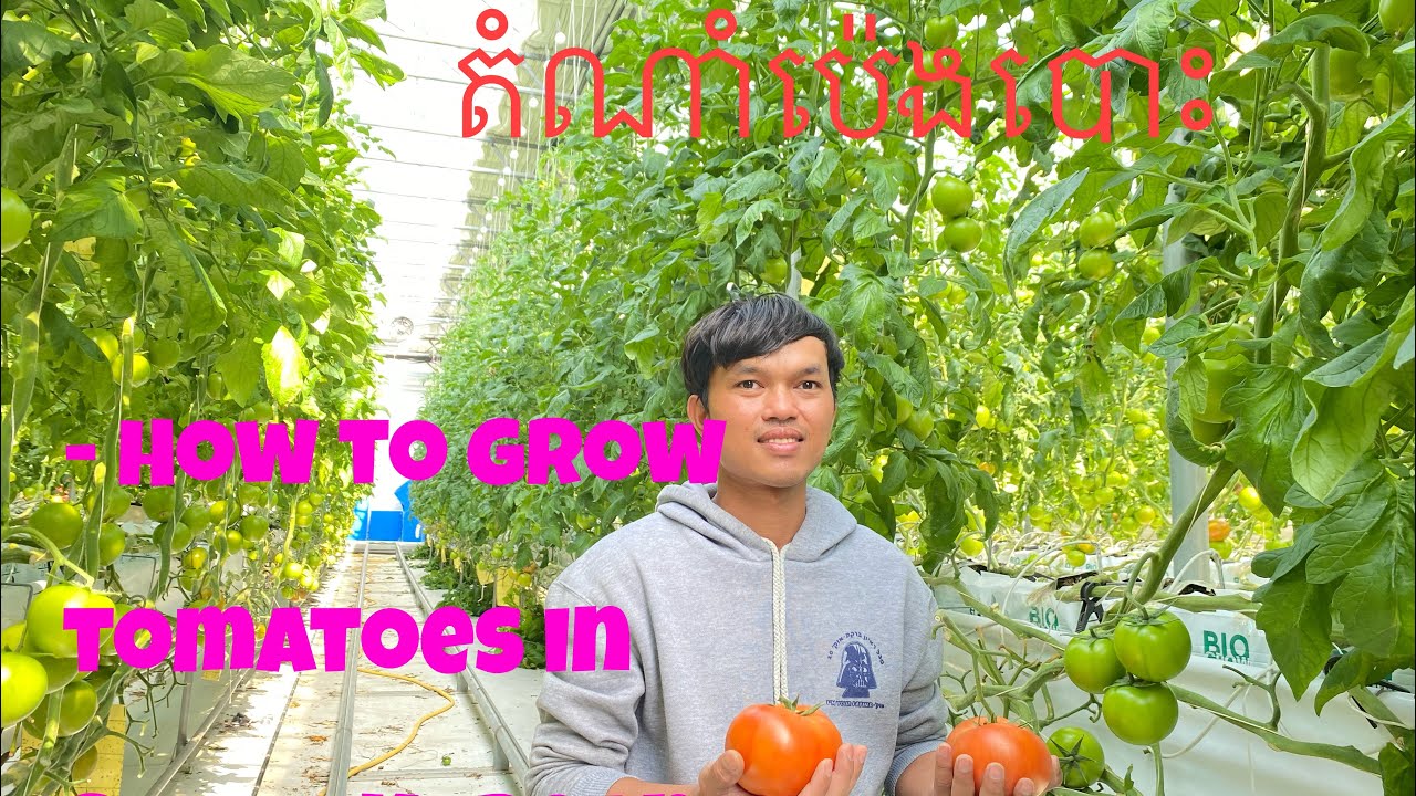 Korean tomato farm[How to grow tomatoes in Korean] - YouTube