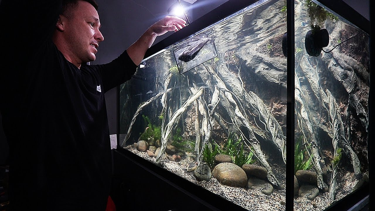 FISH ADDED TO AQUARIUM! - The king of DIY - YouTube