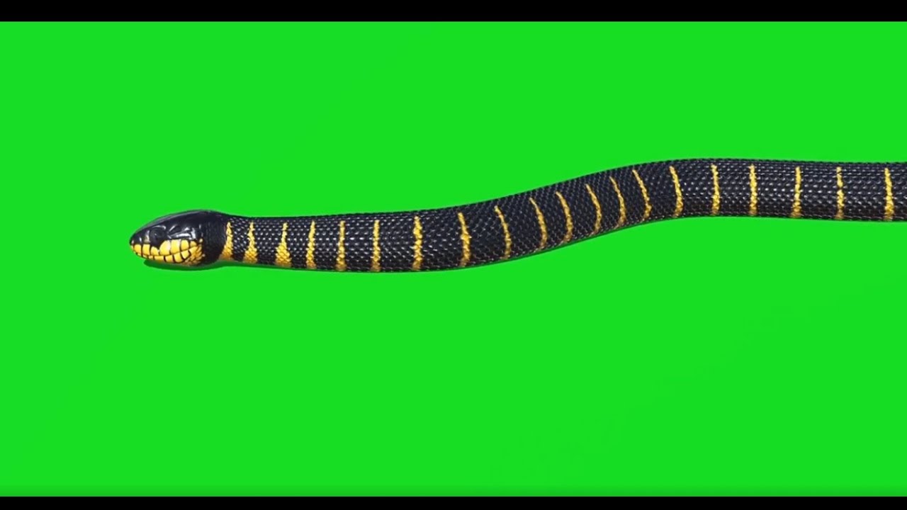 Snake 39 || Green Screen Videos - YouTube