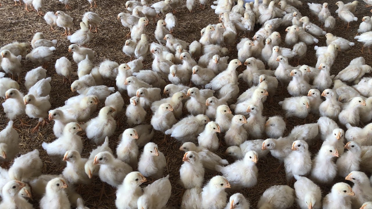 7000 layer Chicks New Entry at Farm | Small Scale Layer Chicken Farming ...