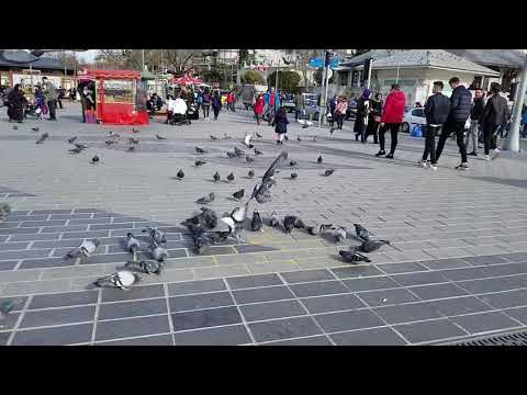 Üsküdar meydan ve kuşlar
