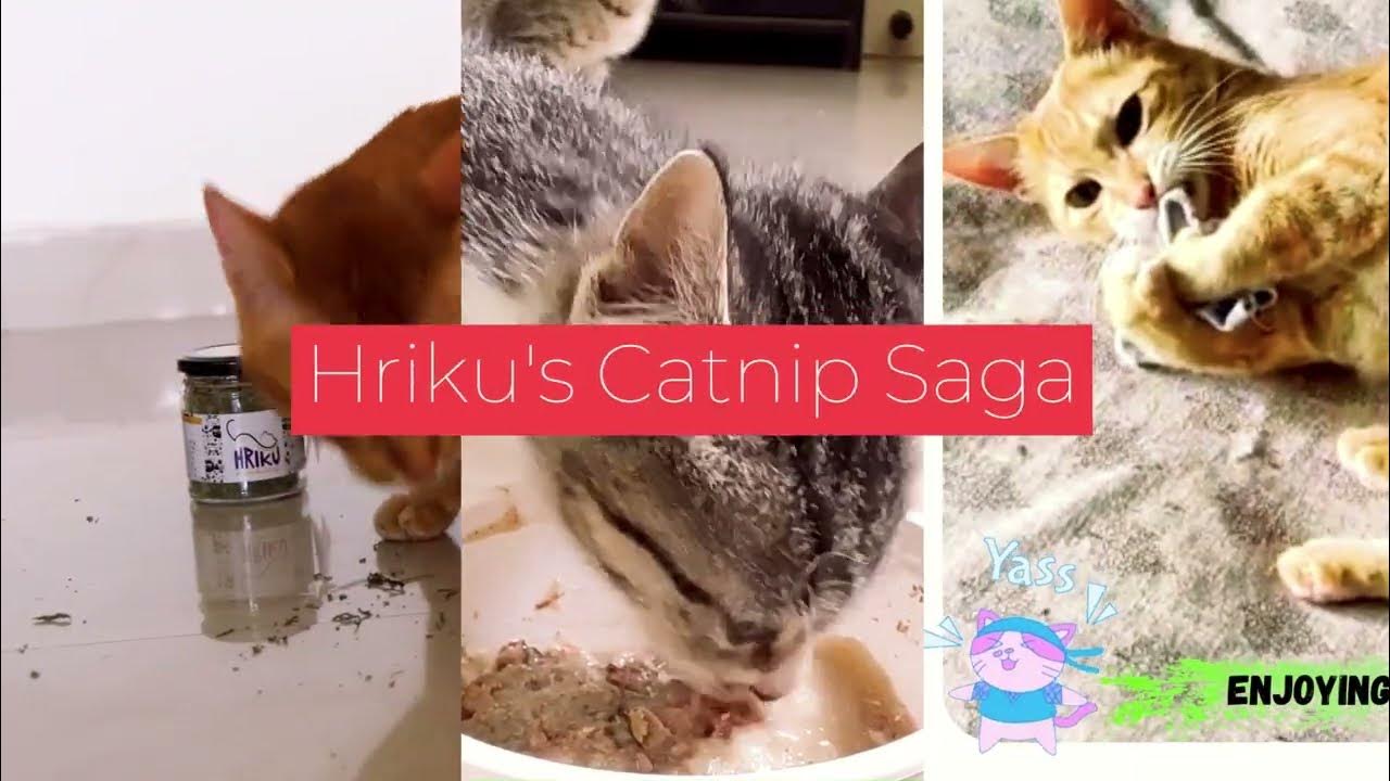 Viral Video! Cat Goes Wild on Catnip: The Ultimate Feline Adventure! - YouTube