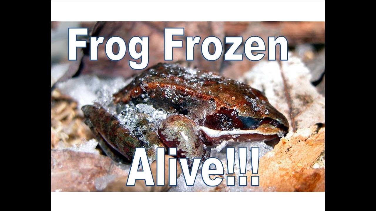 Creature.tv Frozen Frogs of the Tundra: Wood Frogs - YouTube