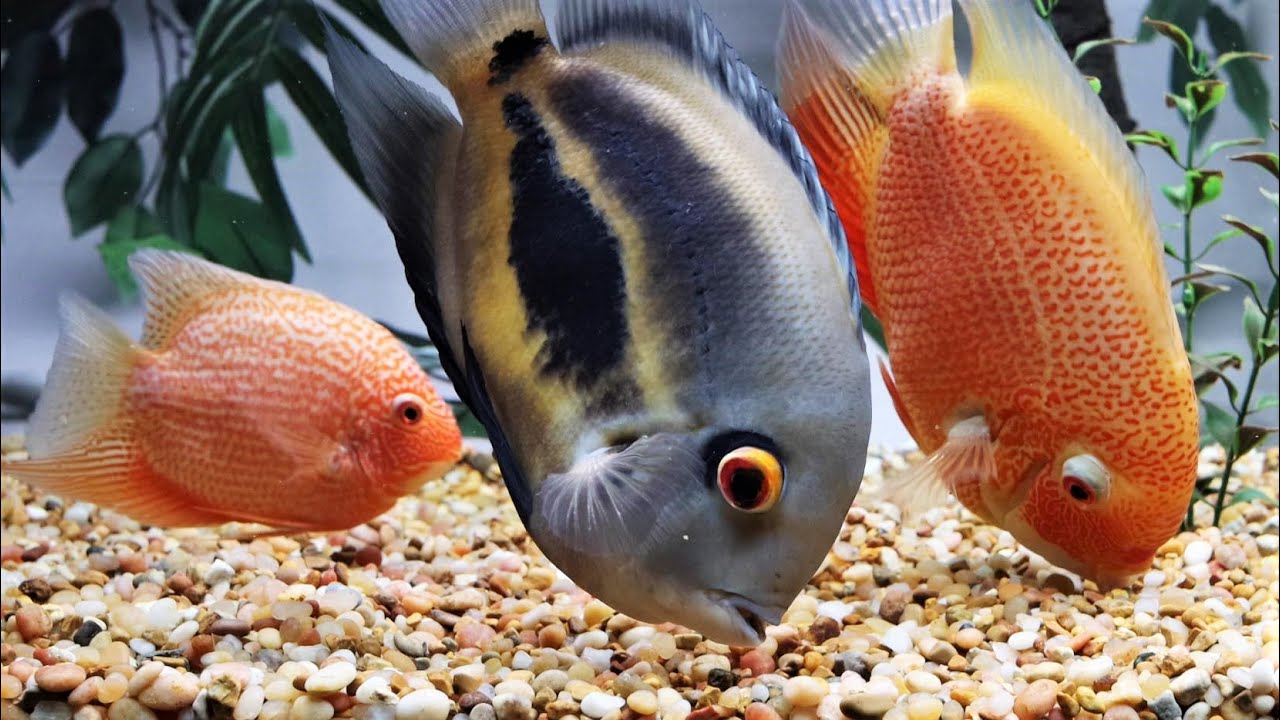 Uaru Red spotted Severum Cichlid Tank mates feeding - YouTube