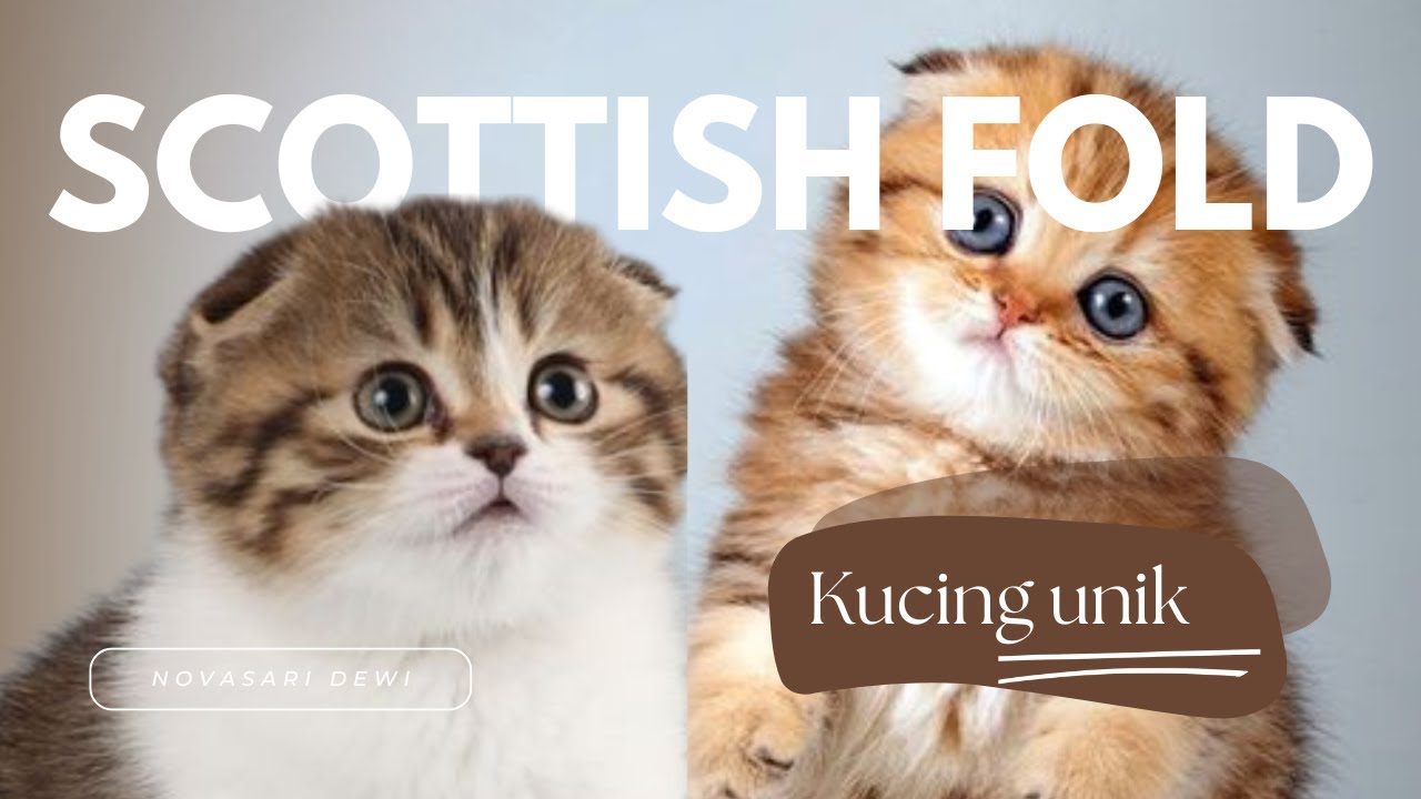 ‼️KUCING SCOTTISH FOLD‼️ KUCING UNIK INCARAN - YouTube