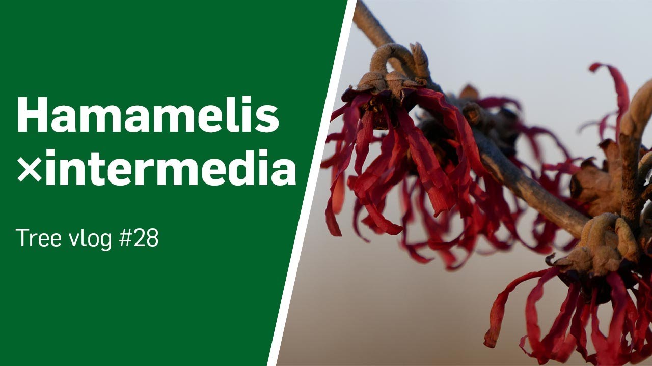 The cultivars of Hamamelis × intermedia - YouTube