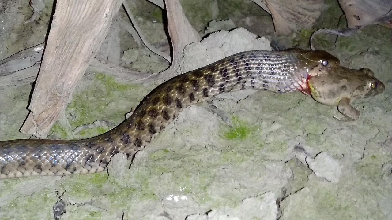 Snake Swallow Frog Alive - YouTube
