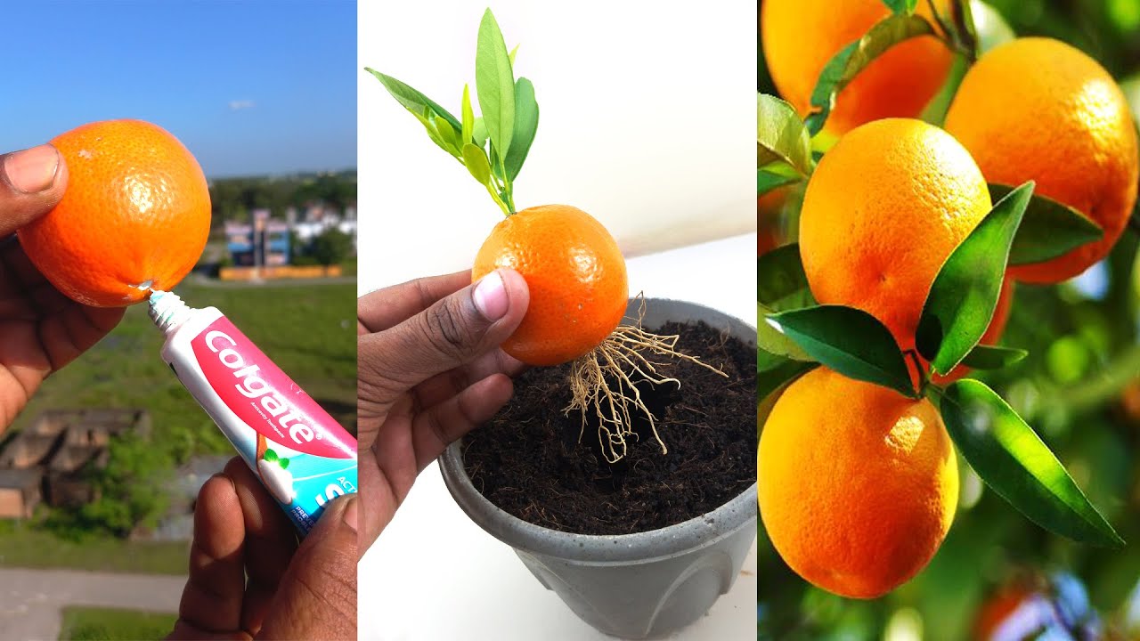 Simple way to grow orange plant at home || Best method for home ...