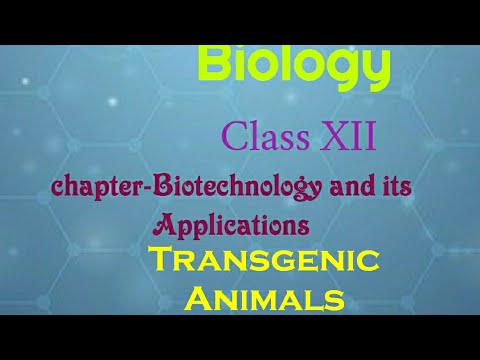 class XII Biology Transgenic Animals - YouTube