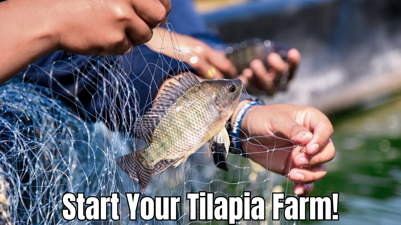 Tilapia Farming For Beginners - Farm with Tilapia 2024 - YouTube