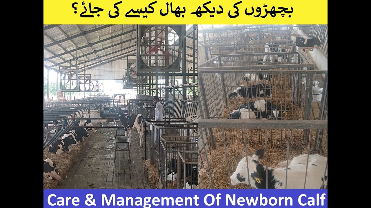 Care & Management of New Born Cow Calf at HRM - New born calf - Dr ...
