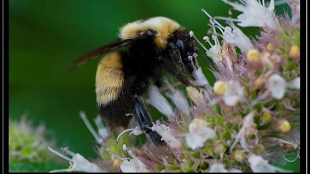 April 25, 2017 Science Pub - Biodiversity of Western Oregon Native Bees ...