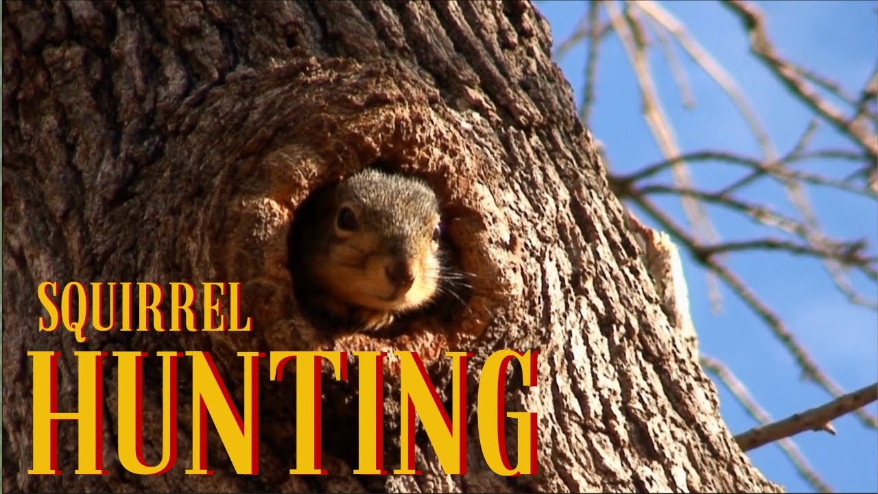 HUNTING SQUIRRELS | SPOT AND STALK - YouTube