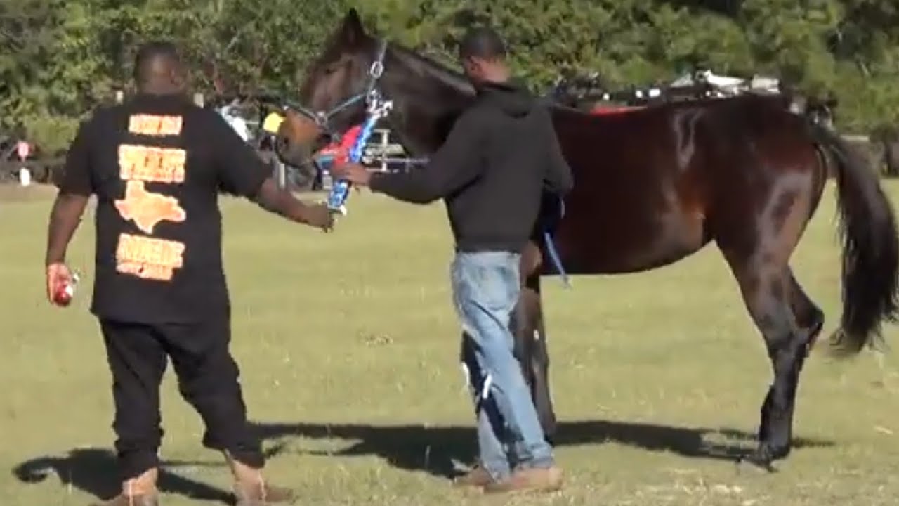 Best Mare Contest (Halter Class) at Bloomburg Texas Riders Annual Trail ...