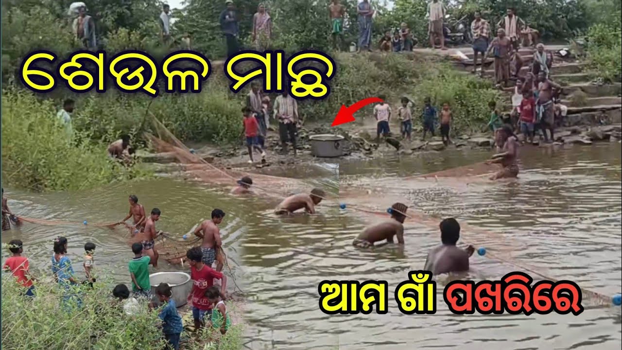 Machh Dhara // fishing video #fishingvideo #fishingvloge #shortsvideo # ...