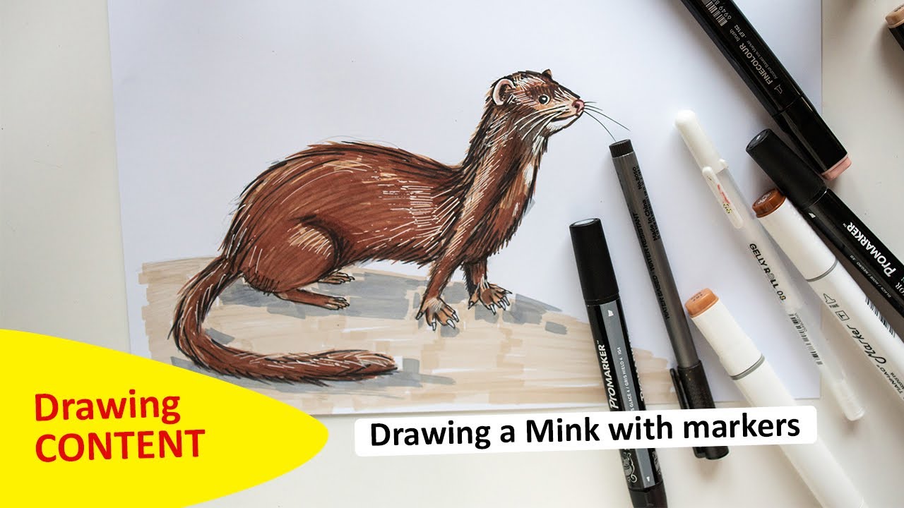 Drawing a Mink by markers / Drawing of a four-legged animal - YouTube