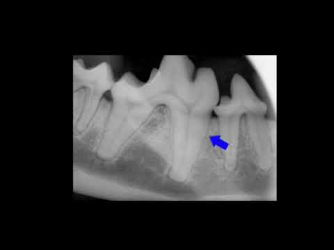 How To Interpret Veterinary Radiographs for Periodontal Disease in Dogs ...